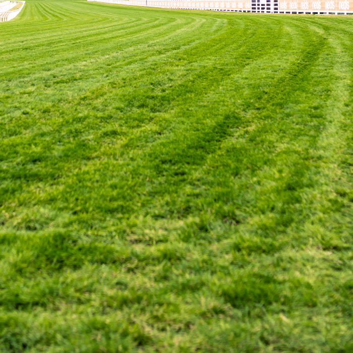 Sports Turf Construction, Management and Renovation - Green By Nature